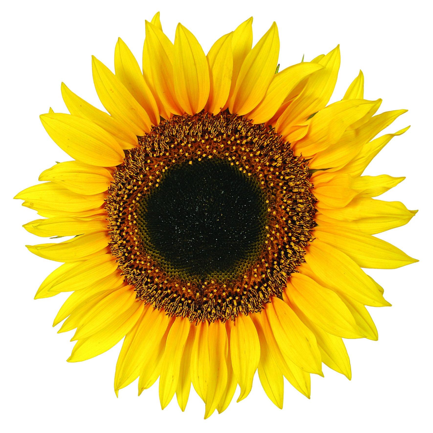 Sticker Girasoli 31x31 cm multicolore, confezione da 2 fogli | Leroy Merlin