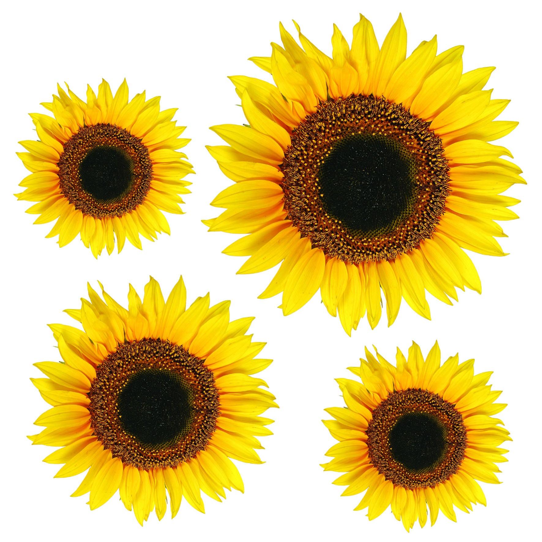 Sticker Girasoli 31x31 cm multicolore, confezione da 2 fogli | Leroy Merlin
