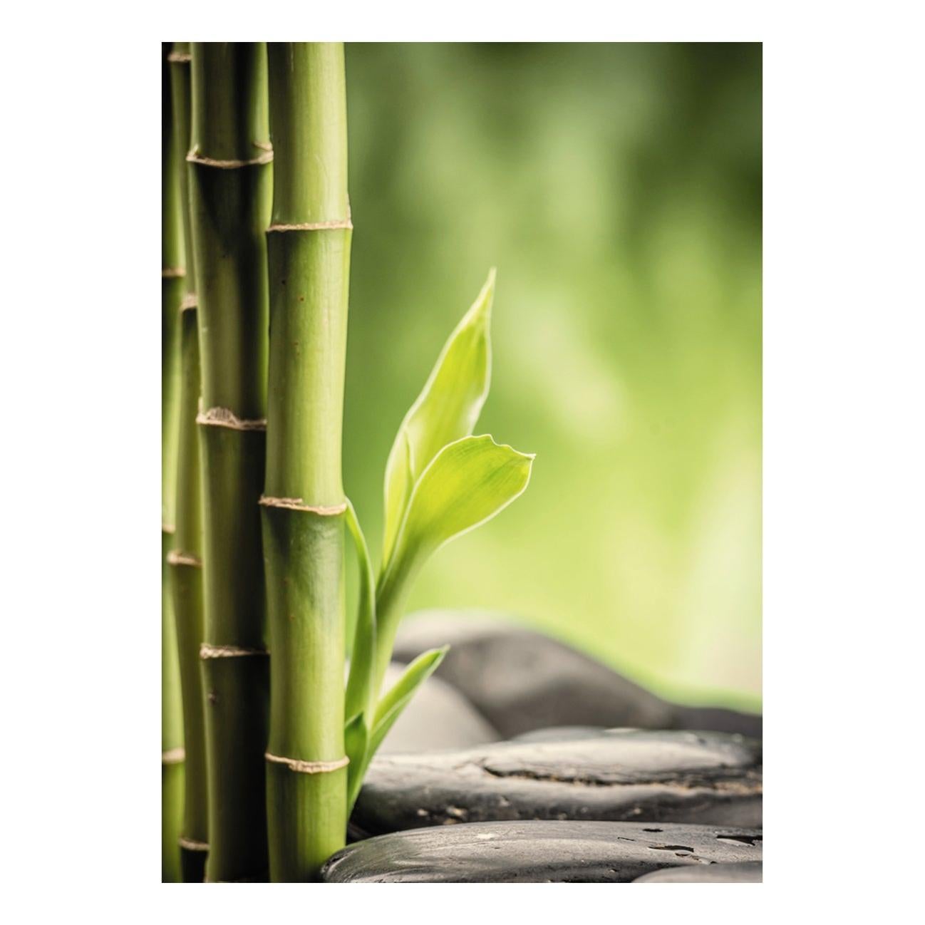 Dipinto su tela Bamboo 70x50 cm | Leroy Merlin