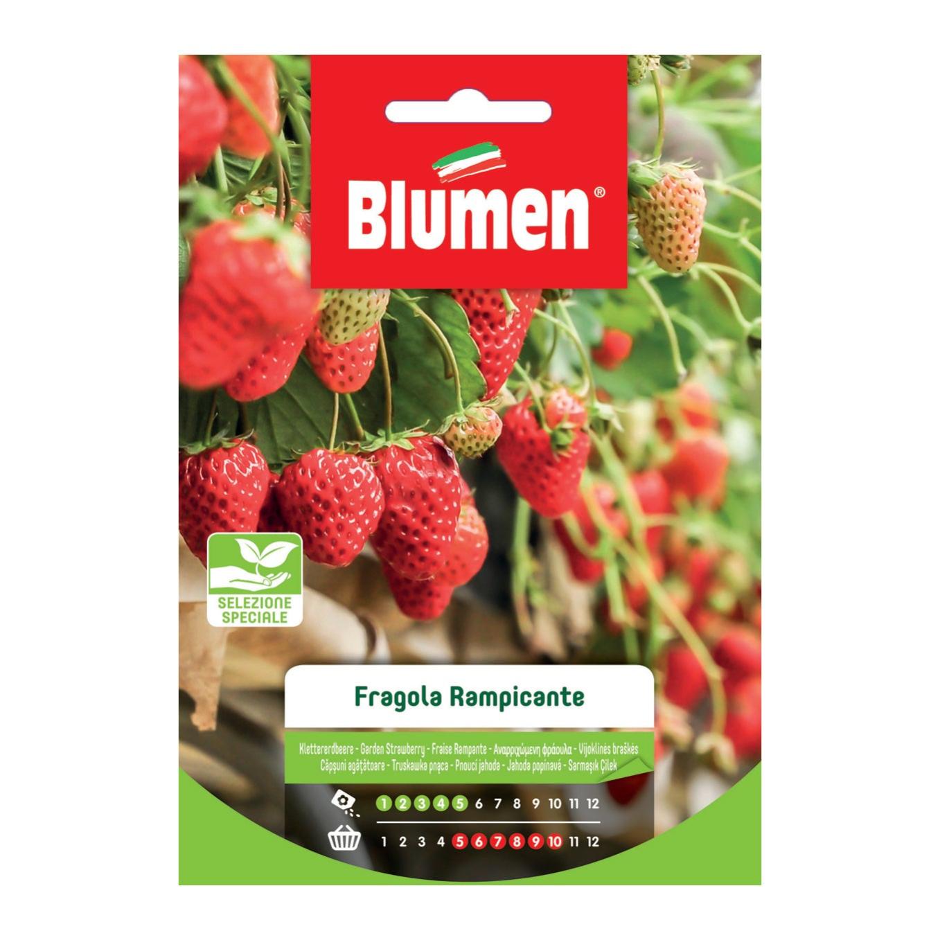 Seme per orto Fragole Rampicanti | Leroy Merlin
