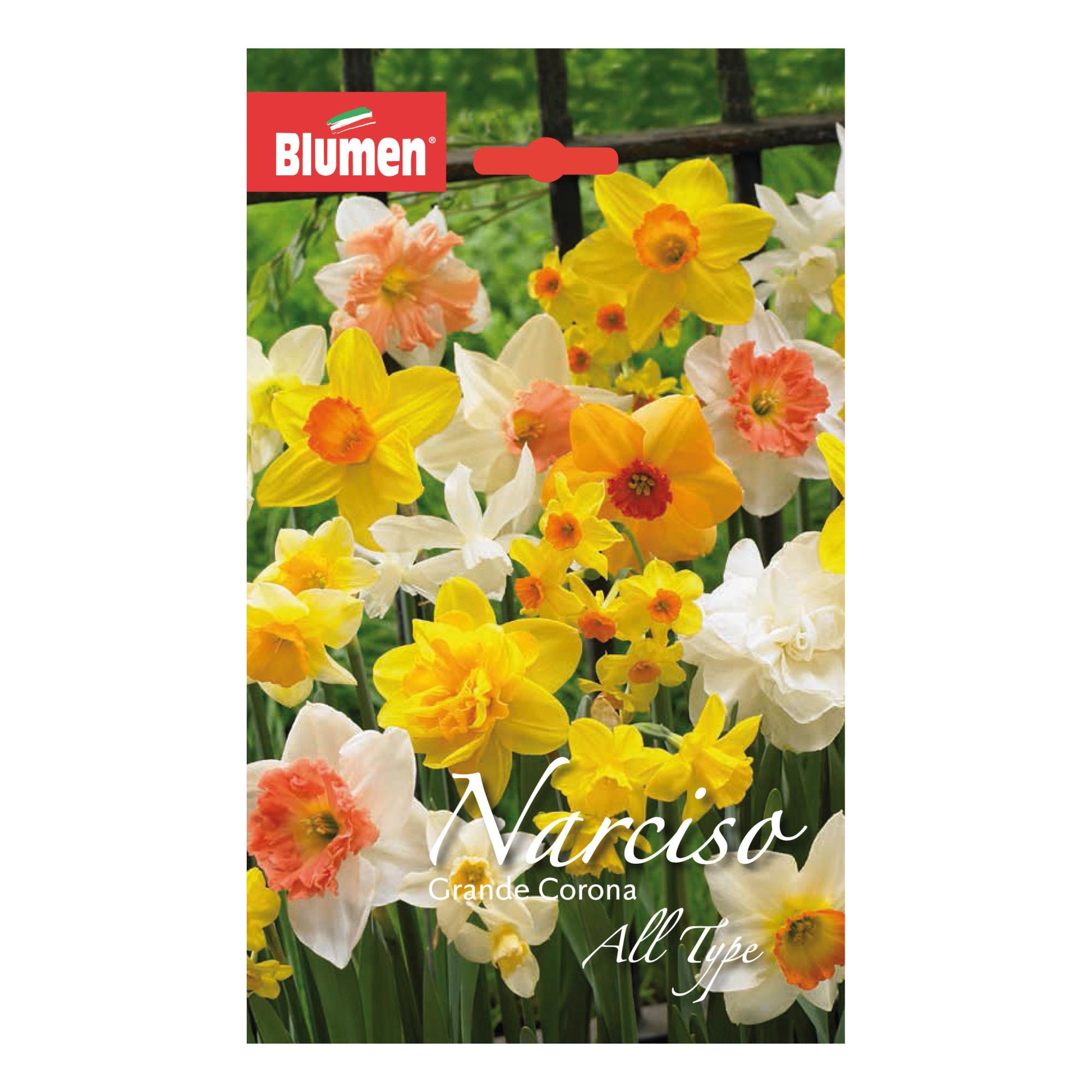 Bulbo fiore BLUMEN Narciso colori assortiti confezione da 4 | Leroy Merlin