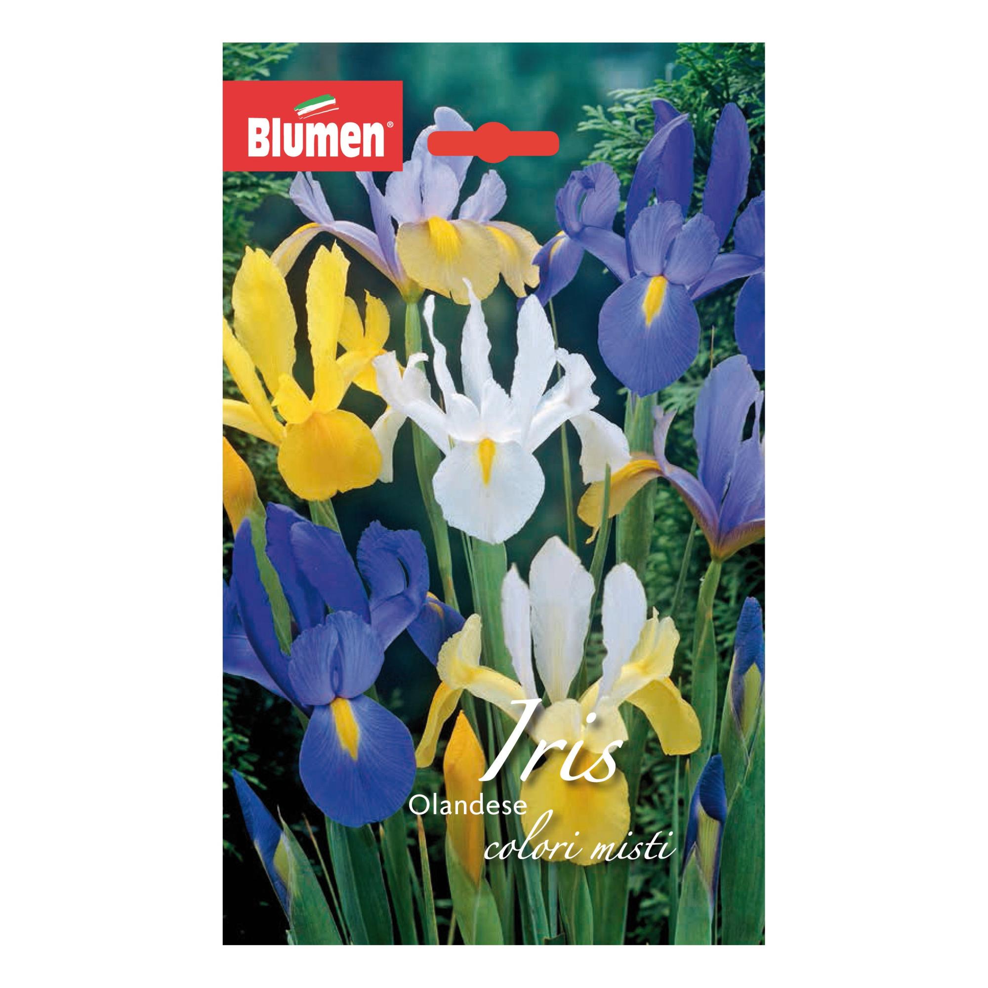 Bulbo BLUMEN Iris Olandese colori assortiti confezione da 60 | Leroy Merlin