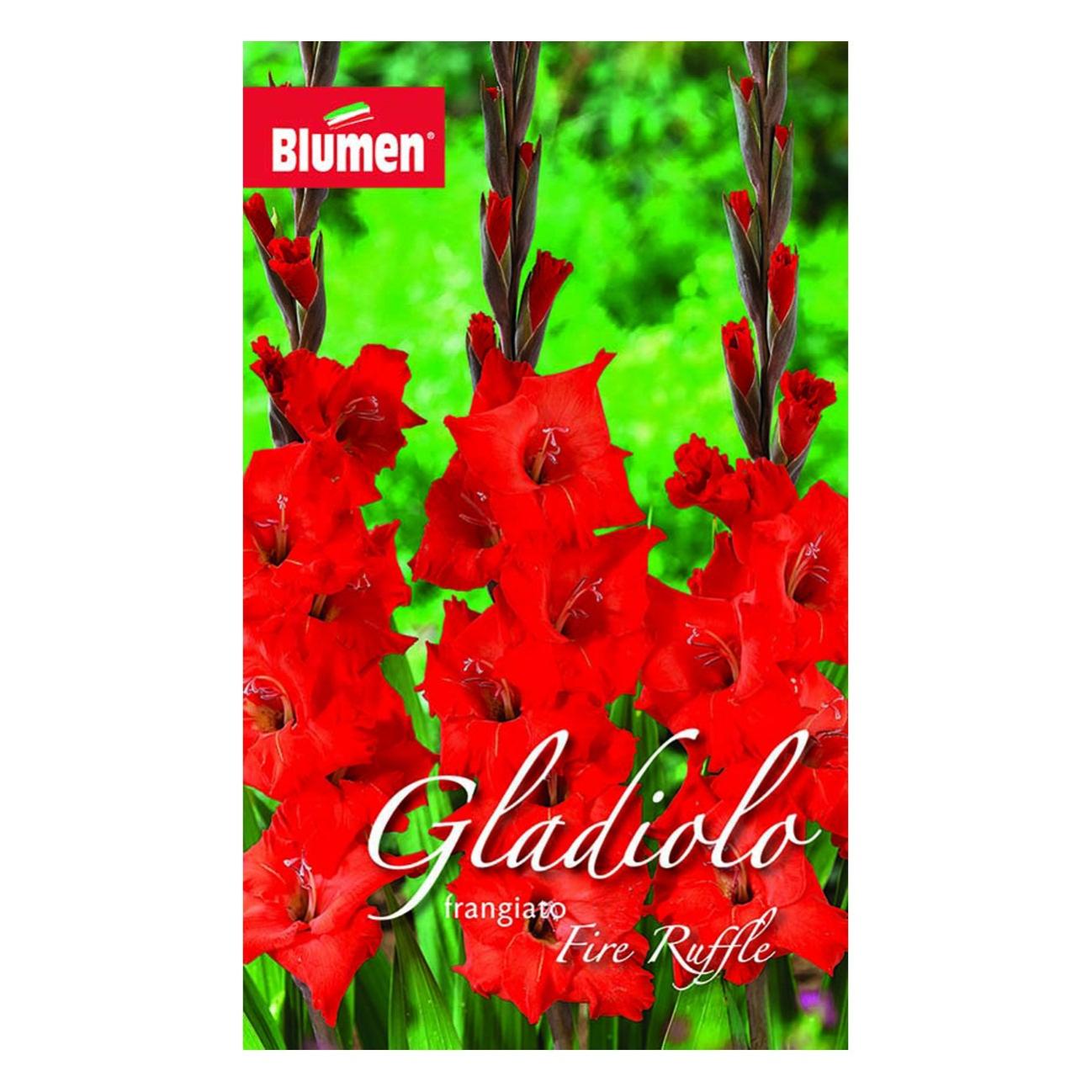 Bulbo fiore BLUMEN fire ruffle rosso confezione da 36 | Leroy Merlin