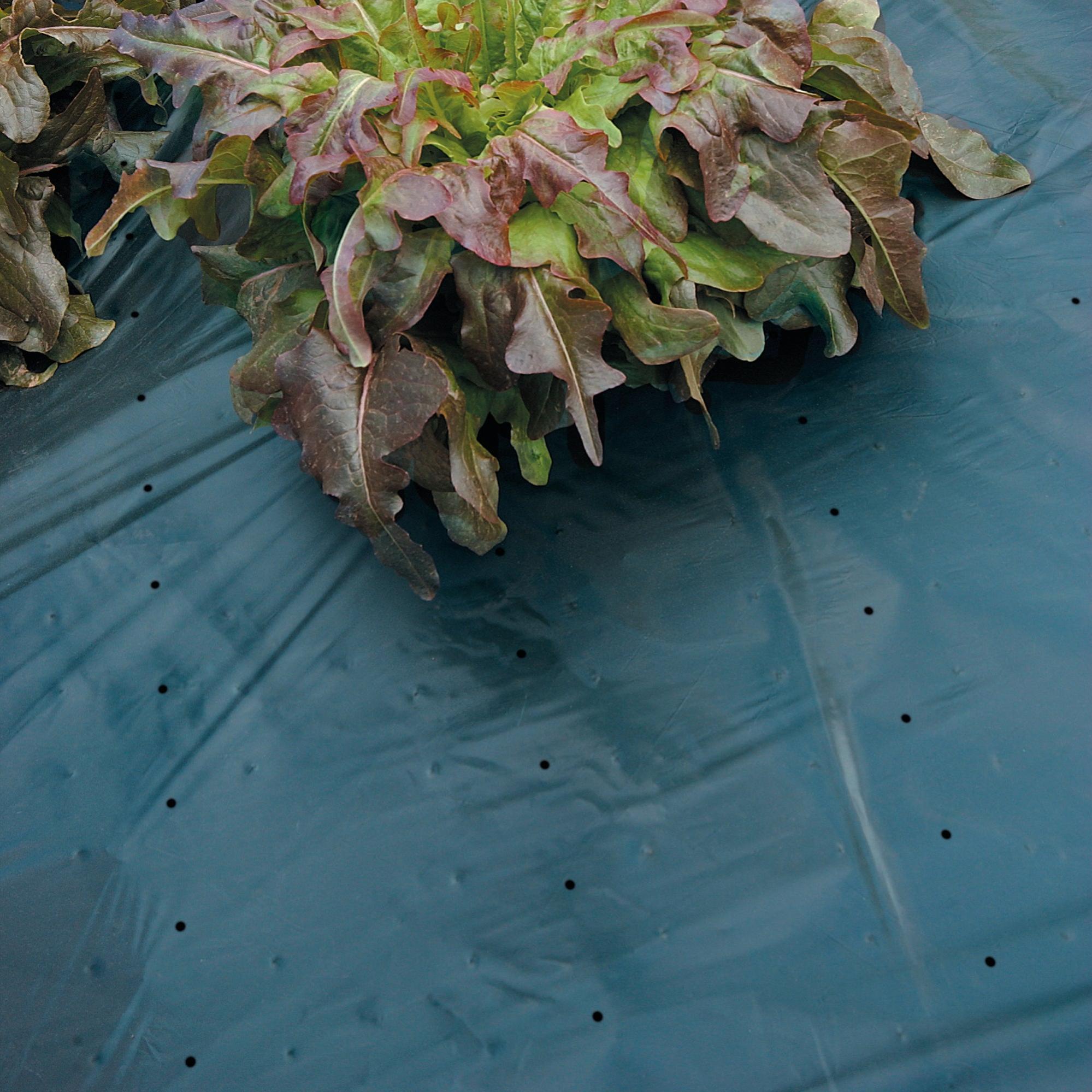 Telo pacciamatura film microforato antierbacce nero L 20 x L 1.5 m ...