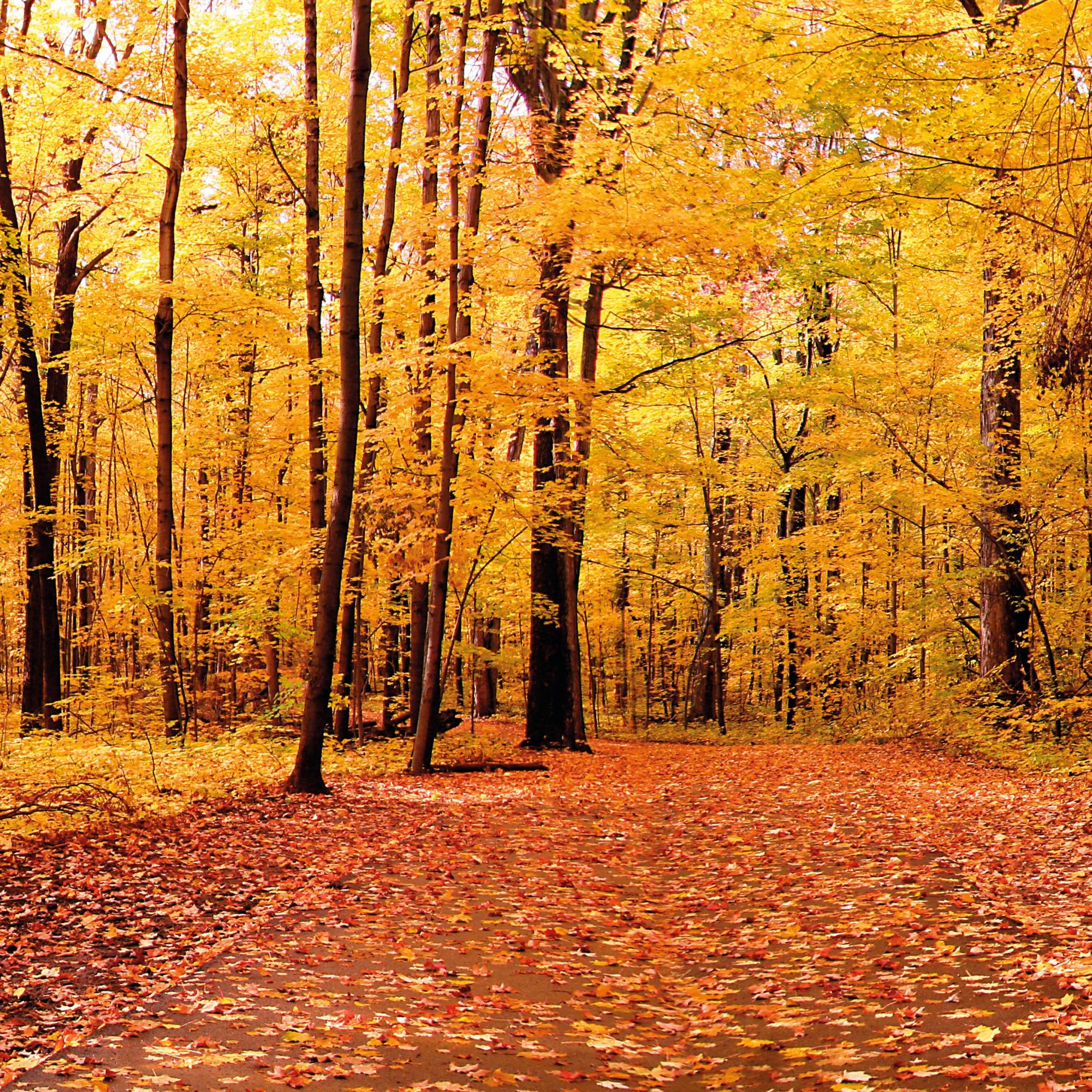 Sticker Bosco 100x100 cm multicolore | Leroy Merlin