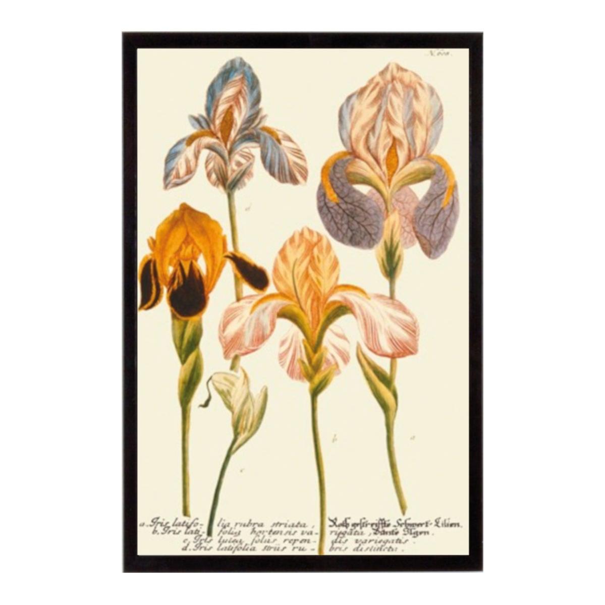 Stampa incorniciata Iris Respl I 40.7 x 60.7 cm | Leroy Merlin