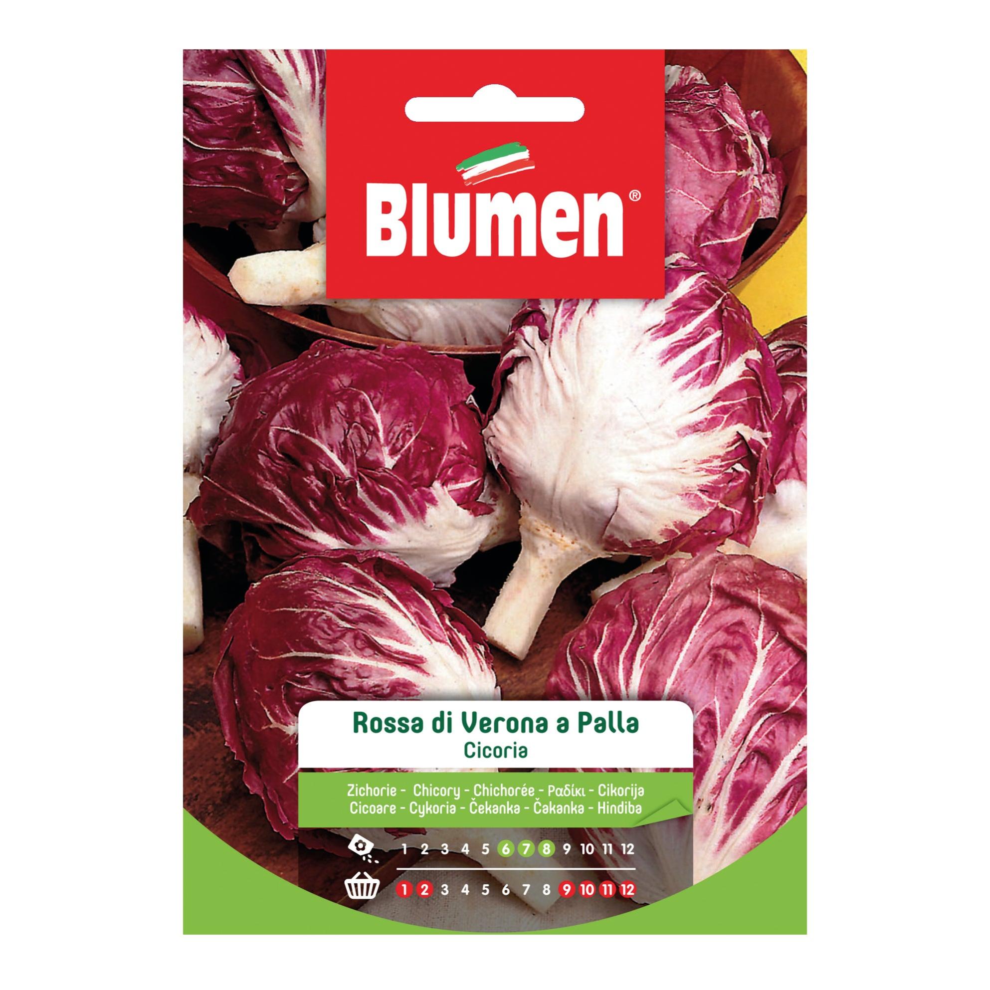 Seme per orto Cicoria | Leroy Merlin