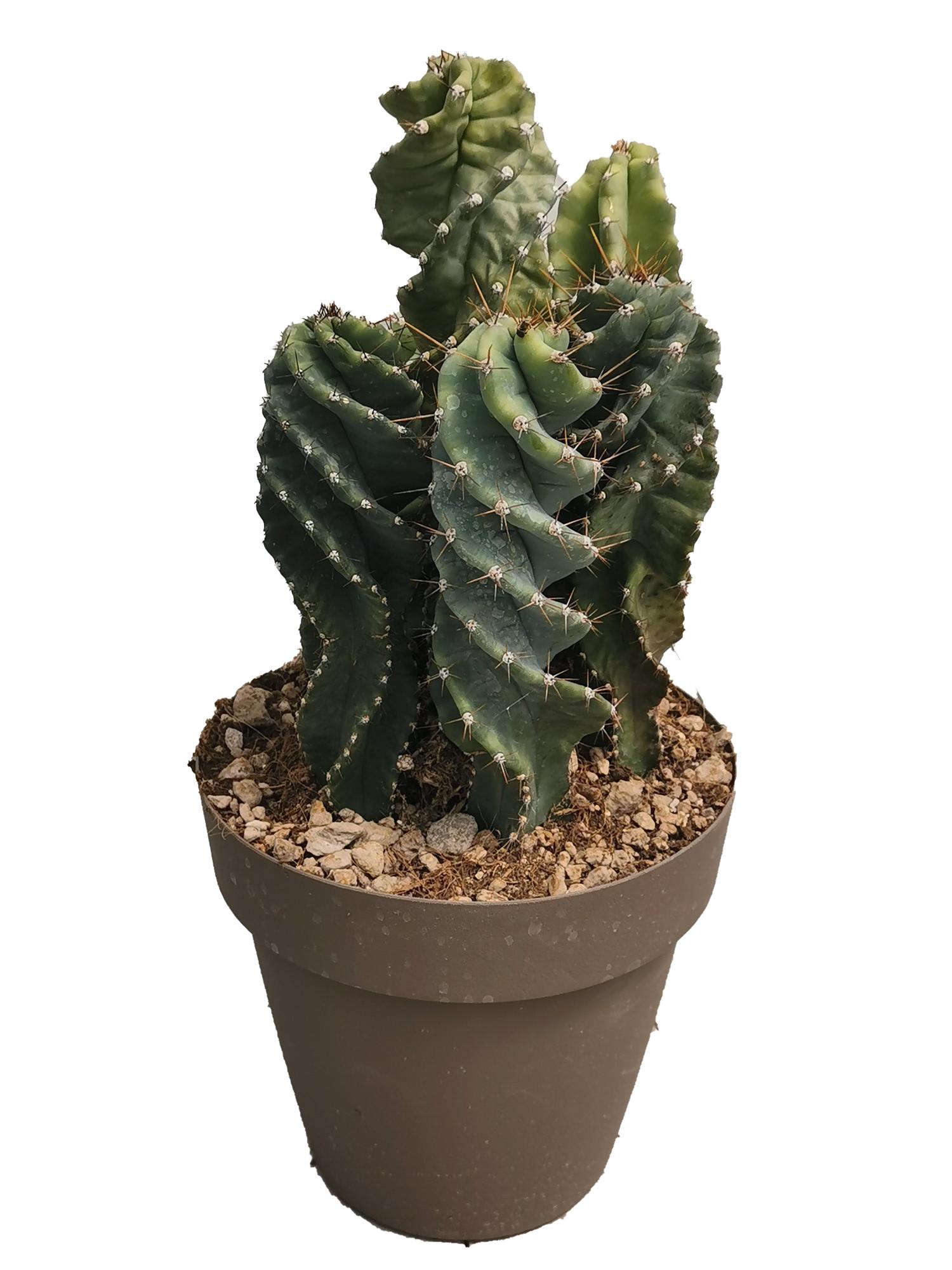 Pianta da interno CEREUS FORBESII SPIRALIS - VASO D.CM25 | Leroy Merlin