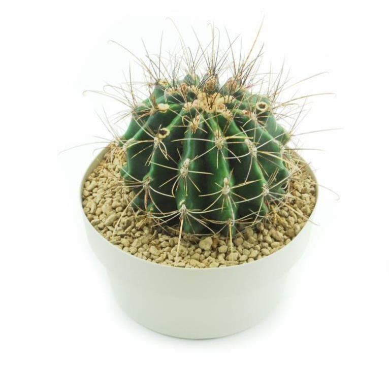Ferocactus setispinus 25 cm | Leroy Merlin