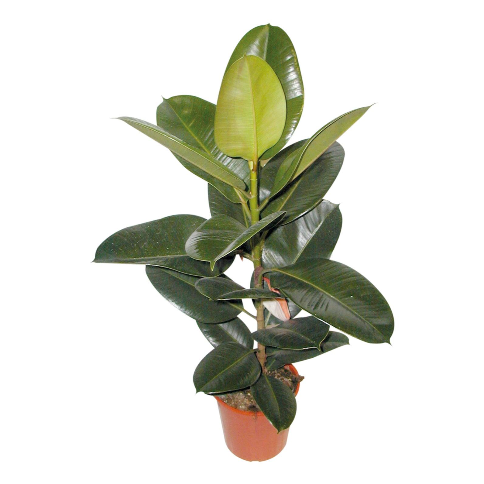 Ficus robusta 18 cm | Leroy Merlin