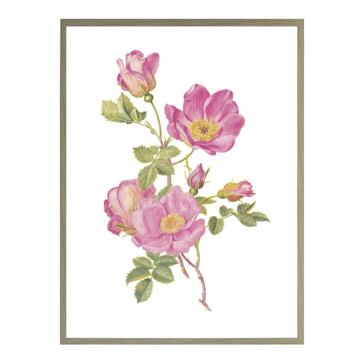 Quadro stampa incorniciato Country Rose 32x42 cm | Leroy Merlin