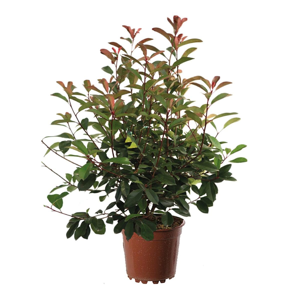 Photinia Ø 18 cm | Leroy Merlin