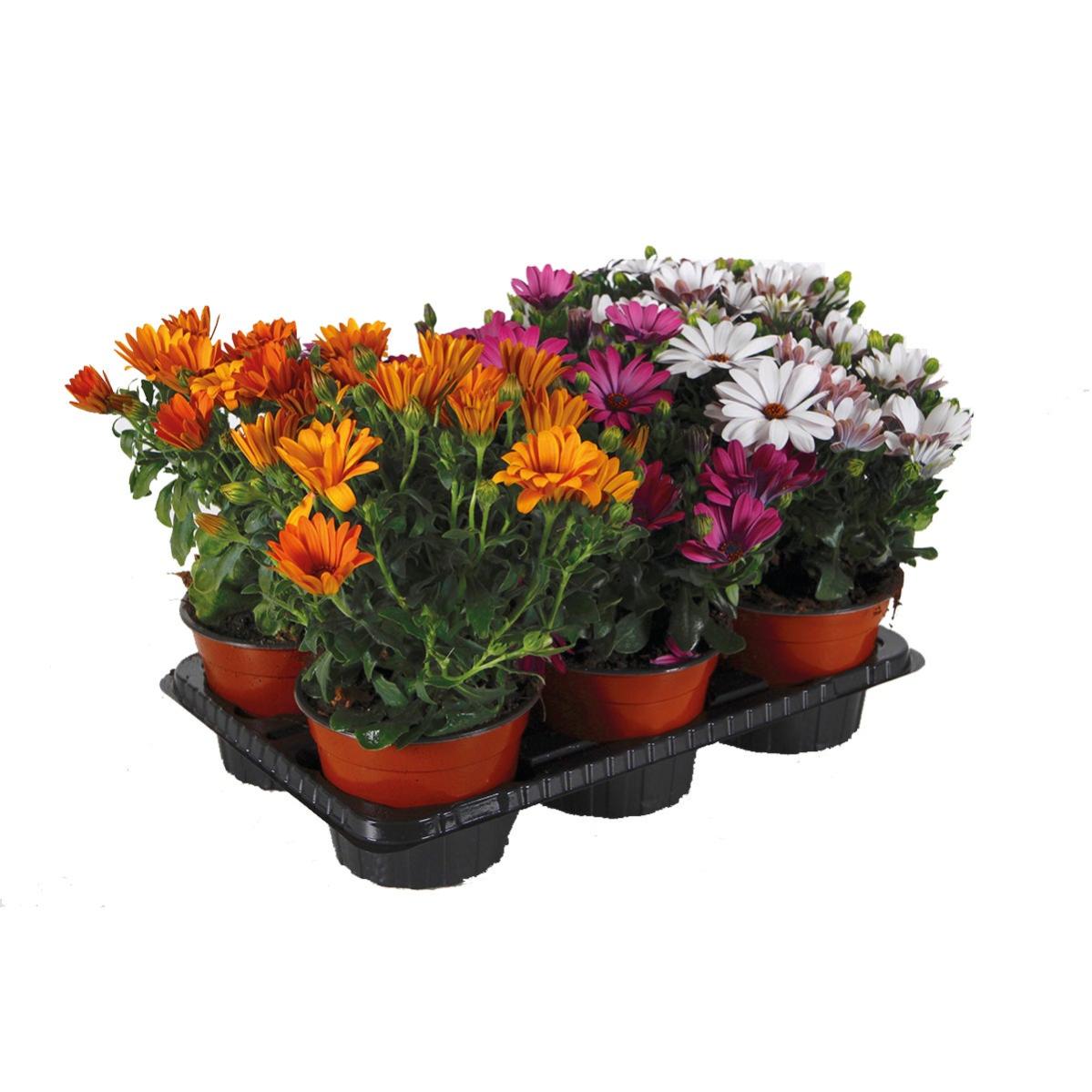 Dimorfoteca Pz.3 Ø 14 cm | Leroy Merlin