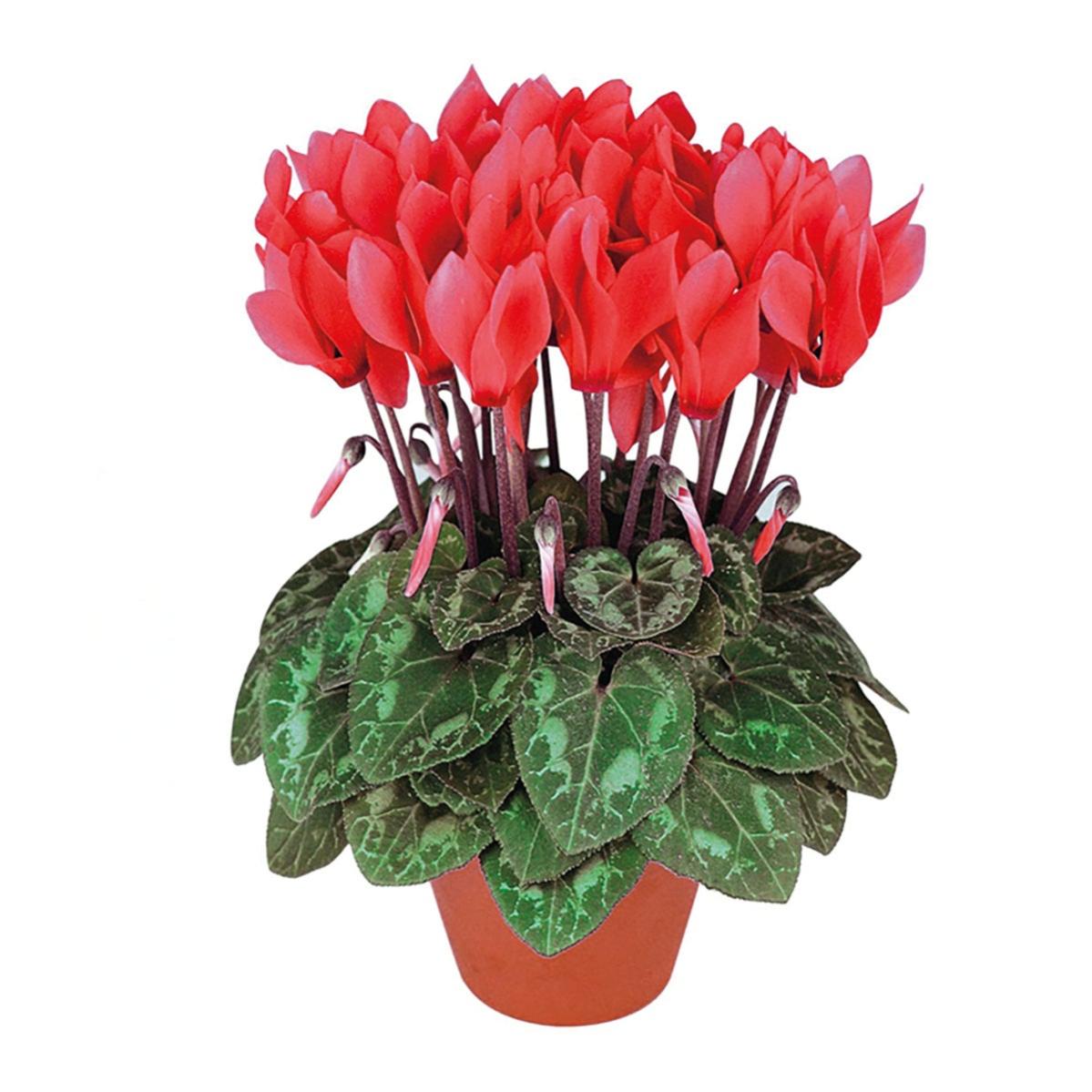 Ciclamino Rosso Ø 16 cm | Leroy Merlin