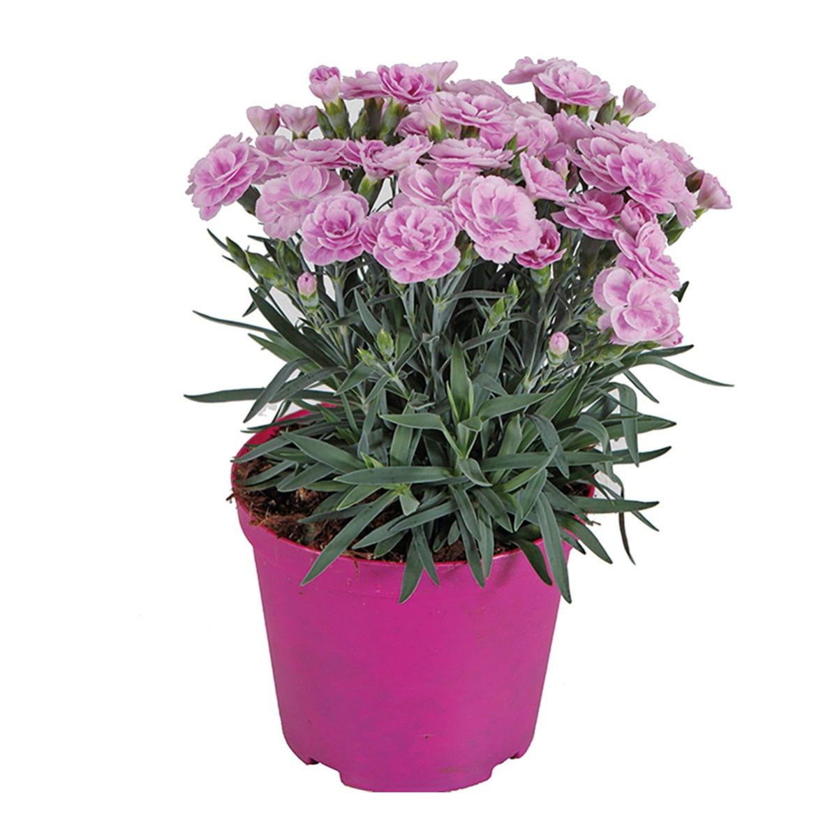 Garofano Rosa Pz.6 Ø 14 cm | Leroy Merlin