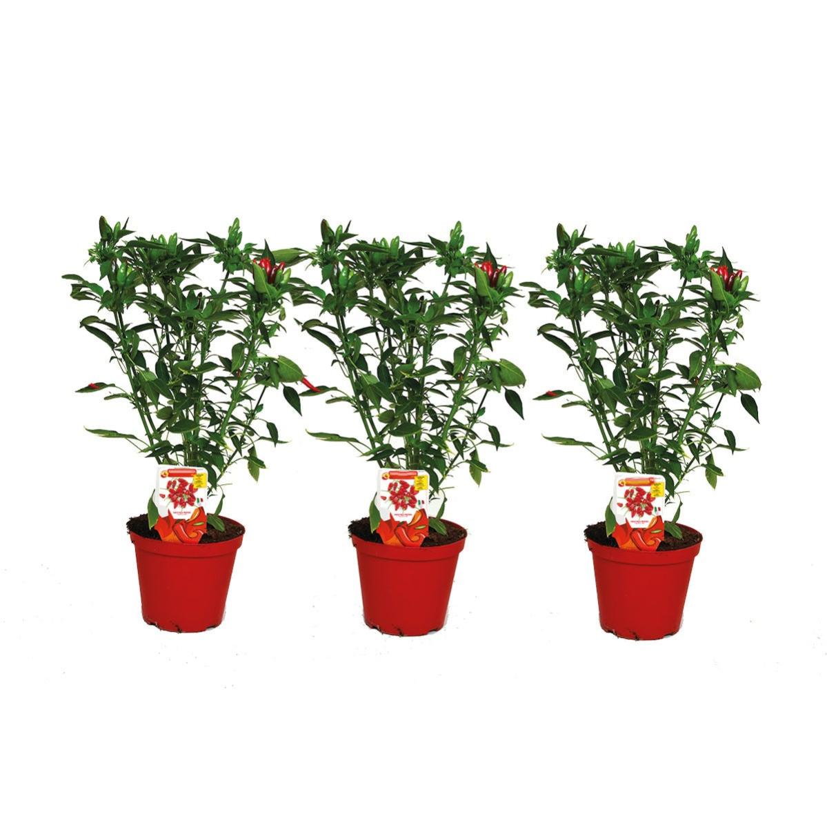 PEPERONCINO RED MISSILE PZ.3 V.14 Capsicum 14 cm non fiorita | Leroy Merlin
