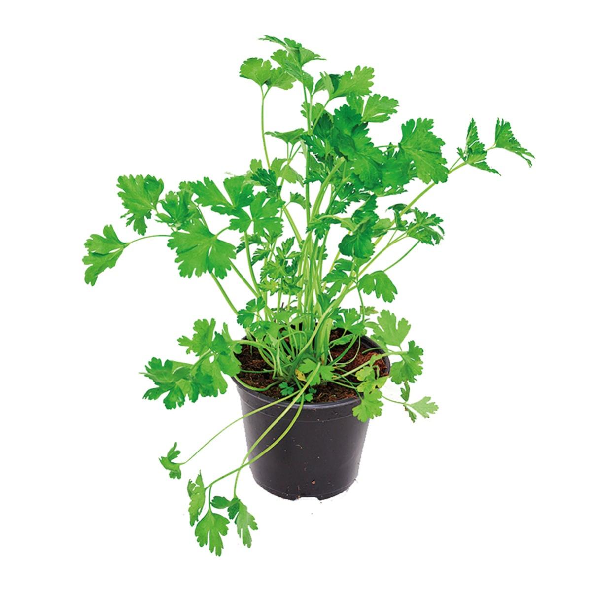 PREZZEMOLO COMUNE PZ.3 V.14 Petroselinum hortense 14 cm non fiorita ...