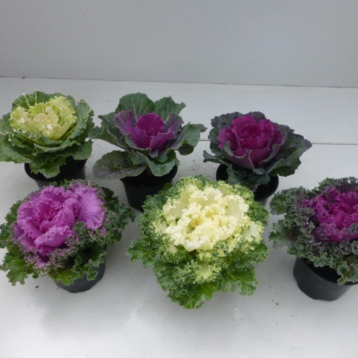 Brassica Mix V13 | Leroy Merlin