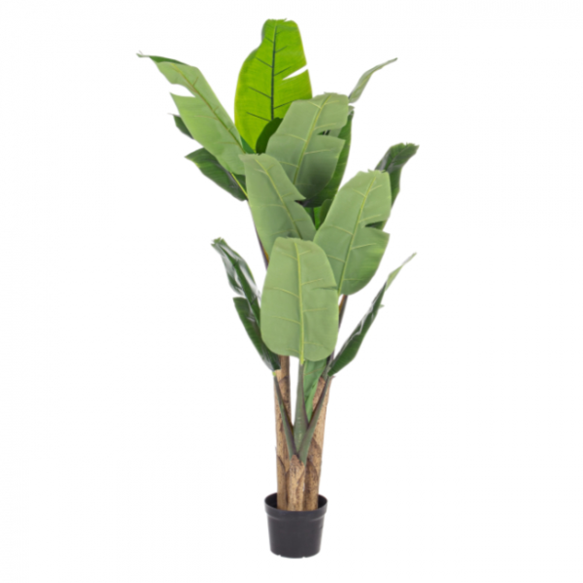 Pianta da interno BANANO | Leroy Merlin