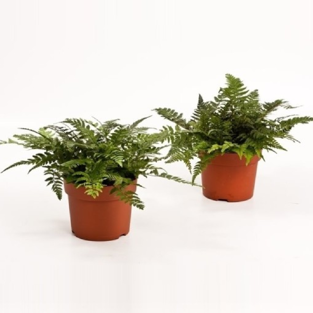 Pianta da interno ATHYRIUM V12 | Leroy Merlin