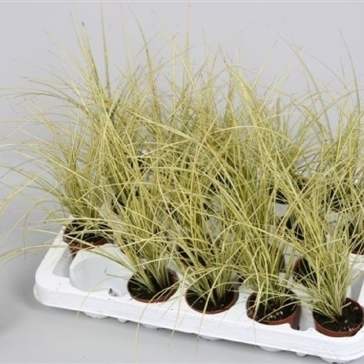 Carex Mix V14 | Leroy Merlin