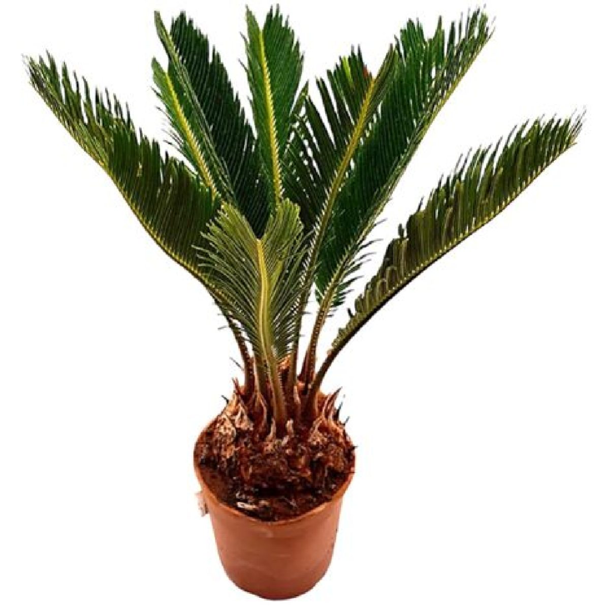 Cycas Revoluta V14 | Leroy Merlin