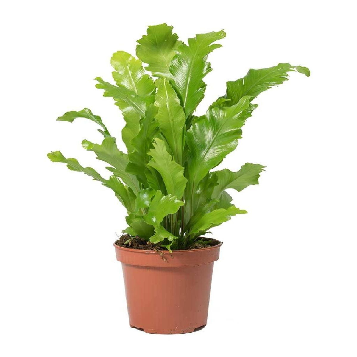 Asplenium V17 | Leroy Merlin
