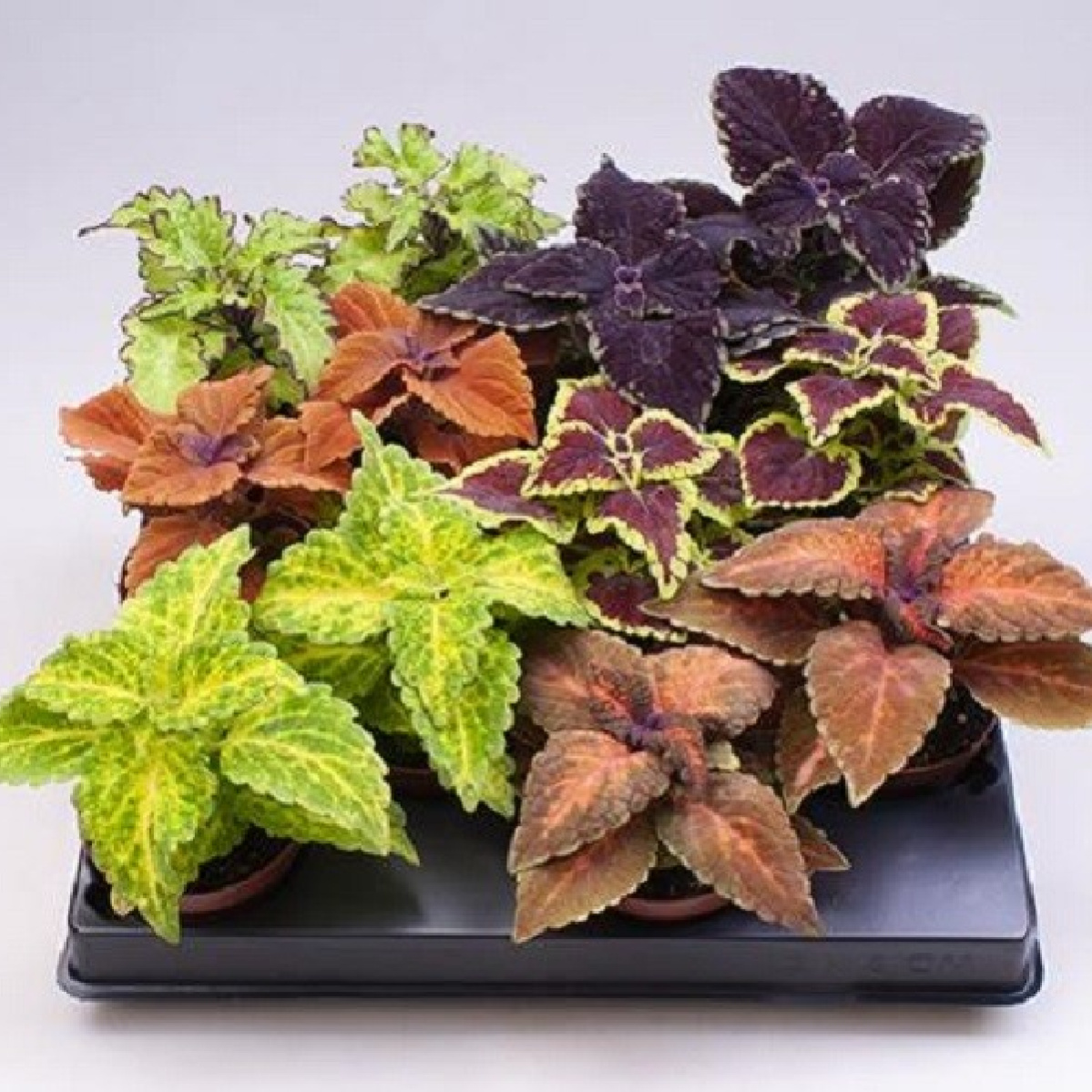 Coleus V17 | Leroy Merlin