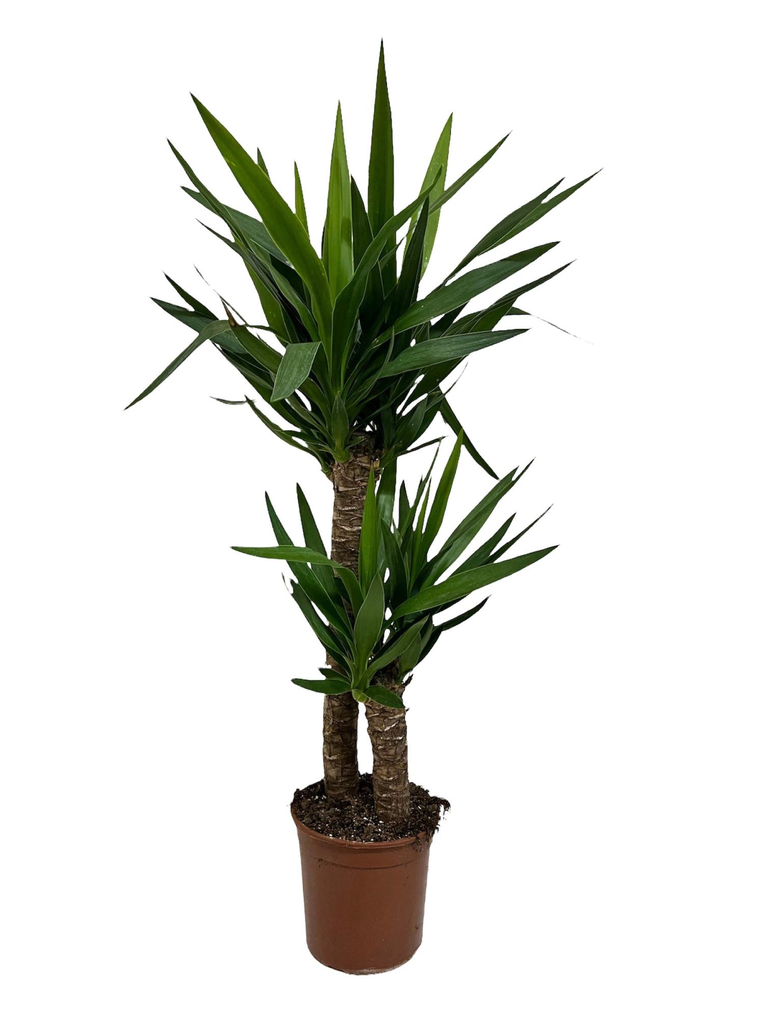 Pianta da interno PIANTE VERDI PROMO V.19 2R | Leroy Merlin