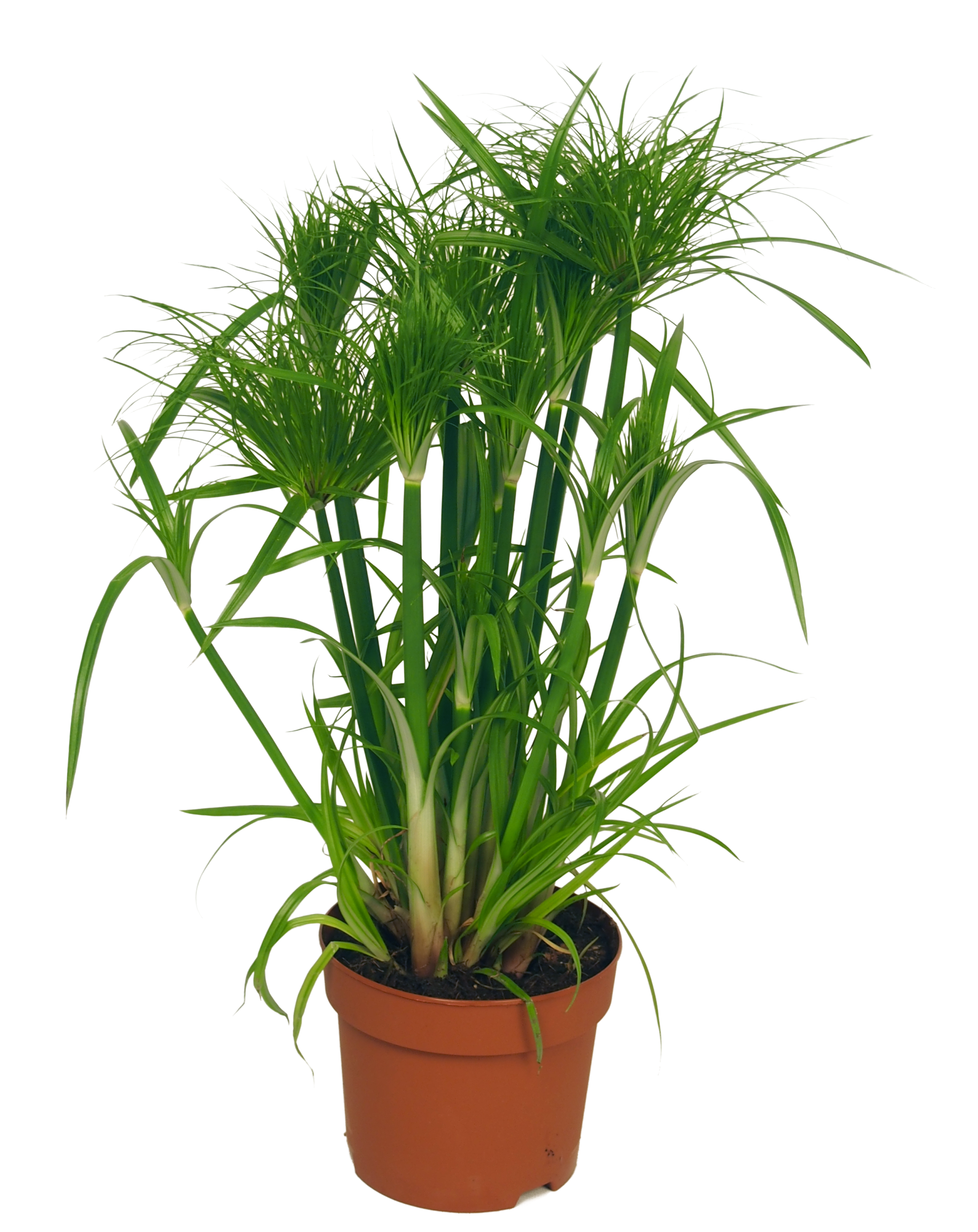 Cibora papirusowa Percamentus 50 cm - Leroy Merlin