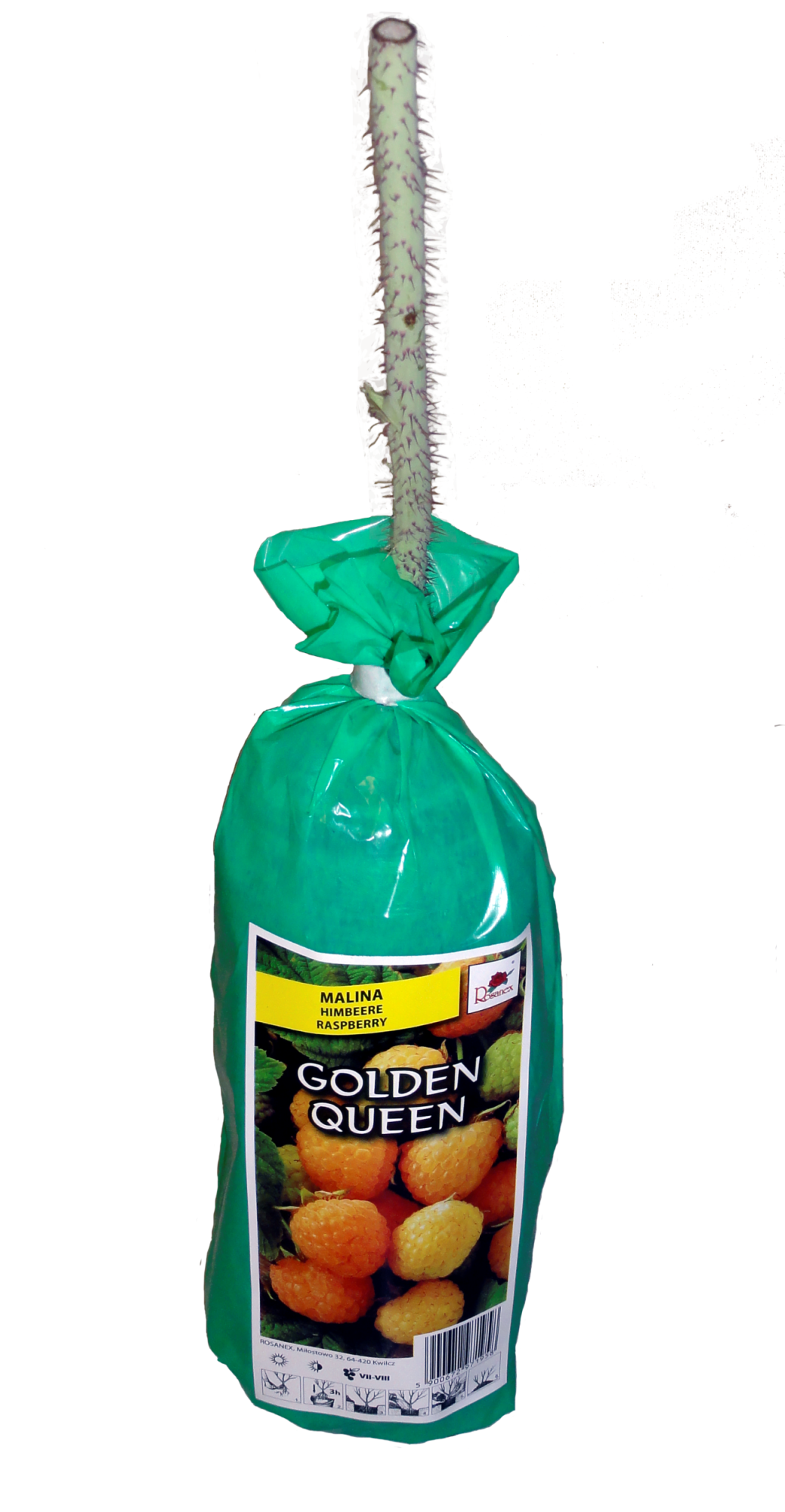 Malina żółta 'Golden Queen' 30 cm - Leroy Merlin