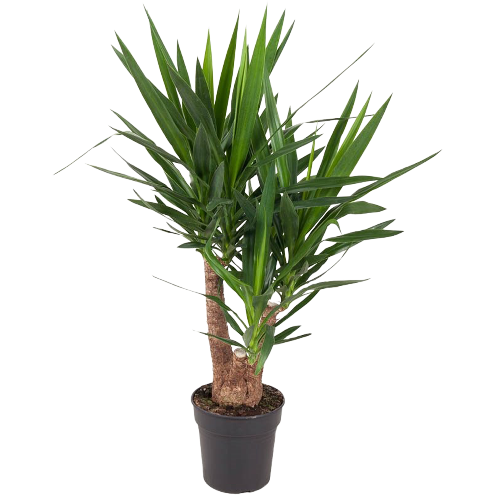 Juka domowa rozgałęziona 90-100 cm - Leroy Merlin