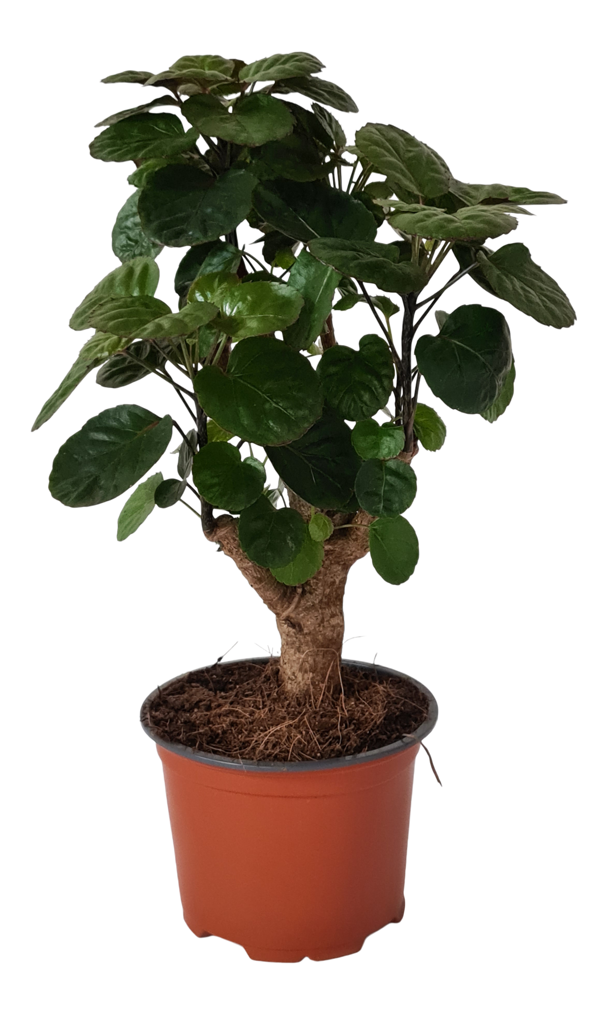 Polyscias Fabian 40 cm - Leroy Merlin