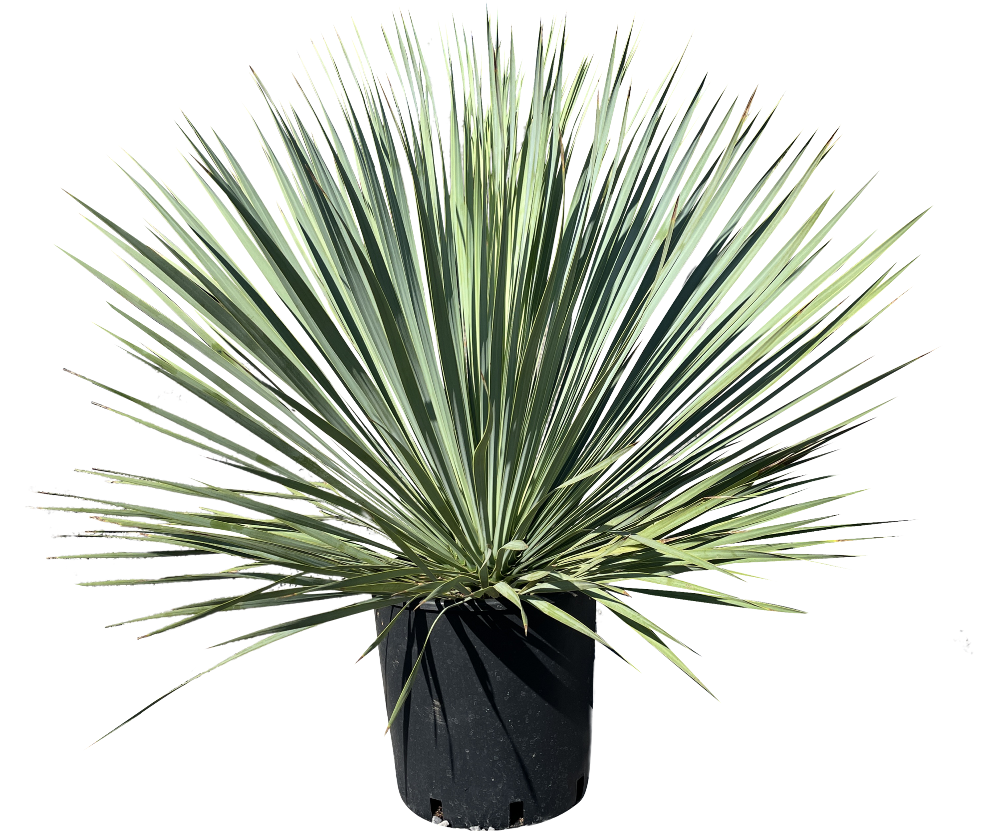 Juka Rostrata 60-70 cm - Leroy Merlin