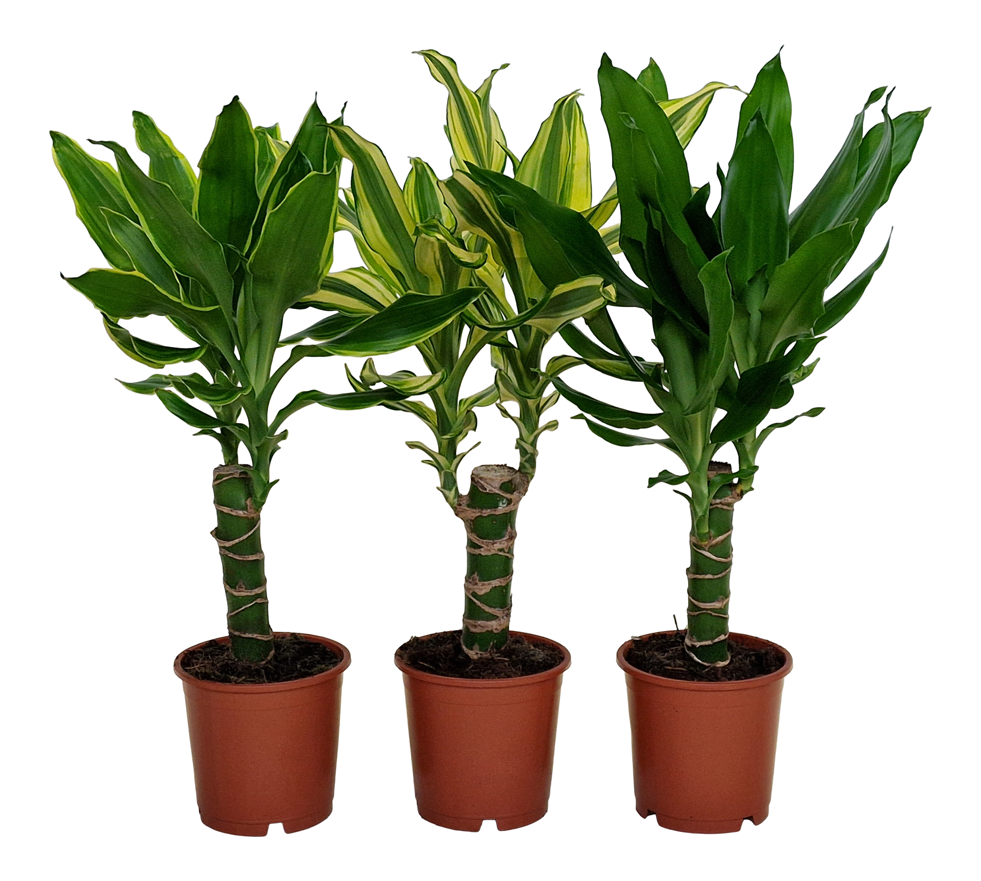 Dracena Fragrans mix 45 cm - Leroy Merlin