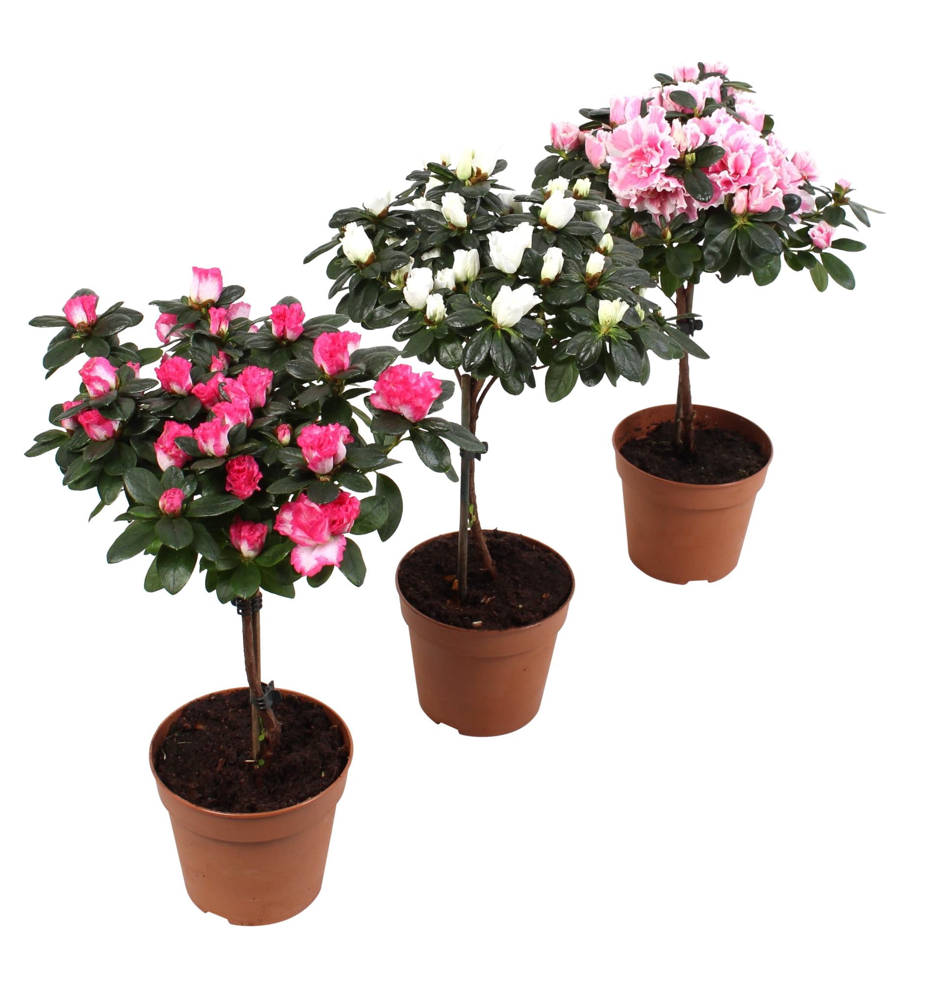 Azalia mix na pniu 37-42 cm - Leroy Merlin