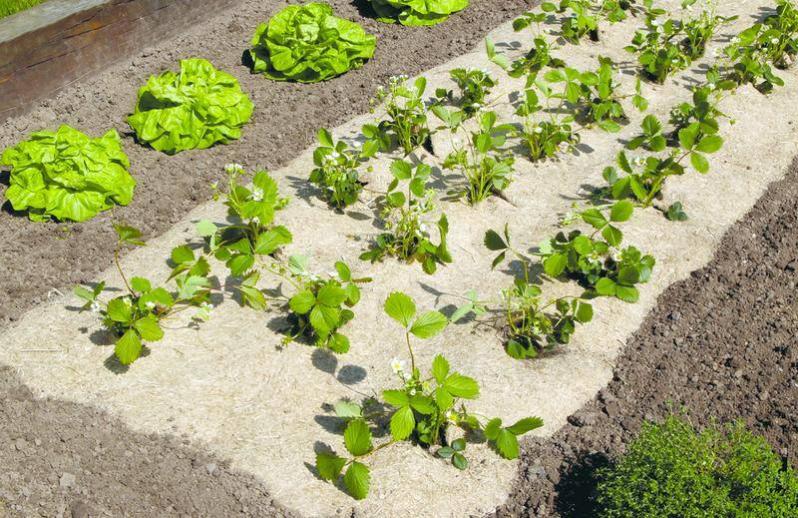 Pacciame naturale 135 x 300 cm - per orto e orto 100% biodegradabile ...