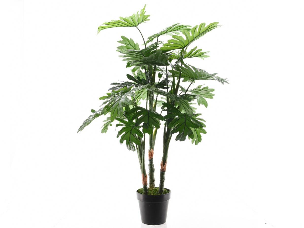 PIANTA FILODENDRO CM.100 VERDE | Leroy Merlin