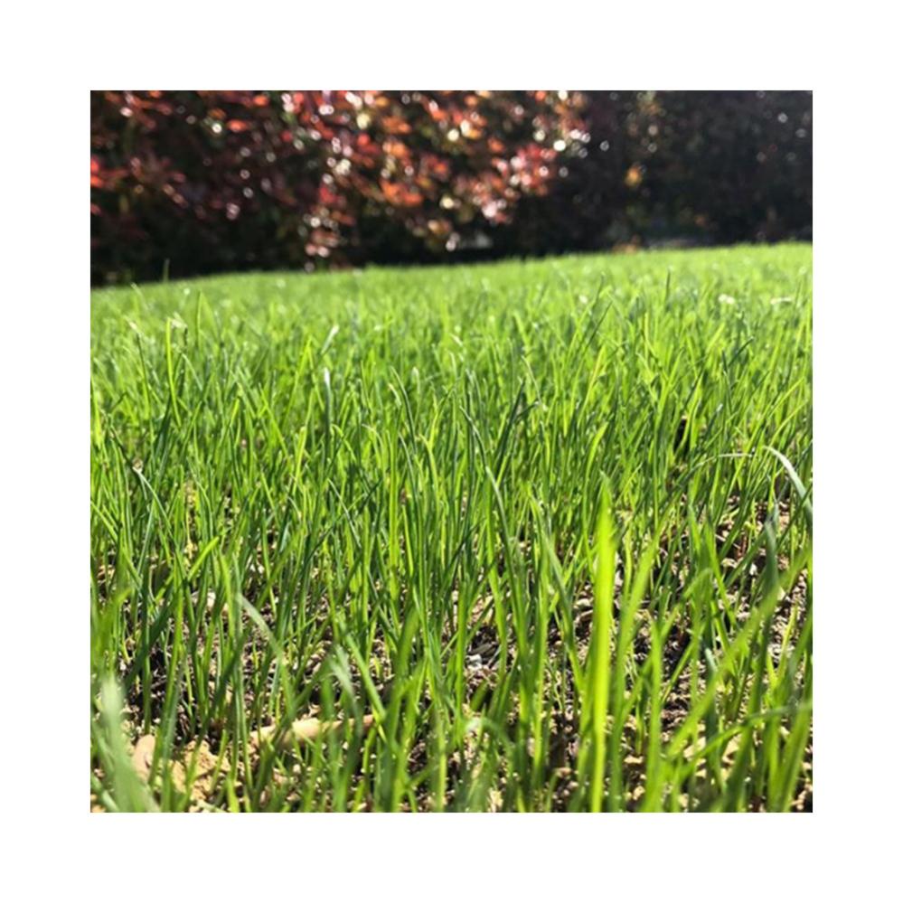 Zollaverde maciste 5kg semente semenza erba dose per 100mq | Leroy Merlin