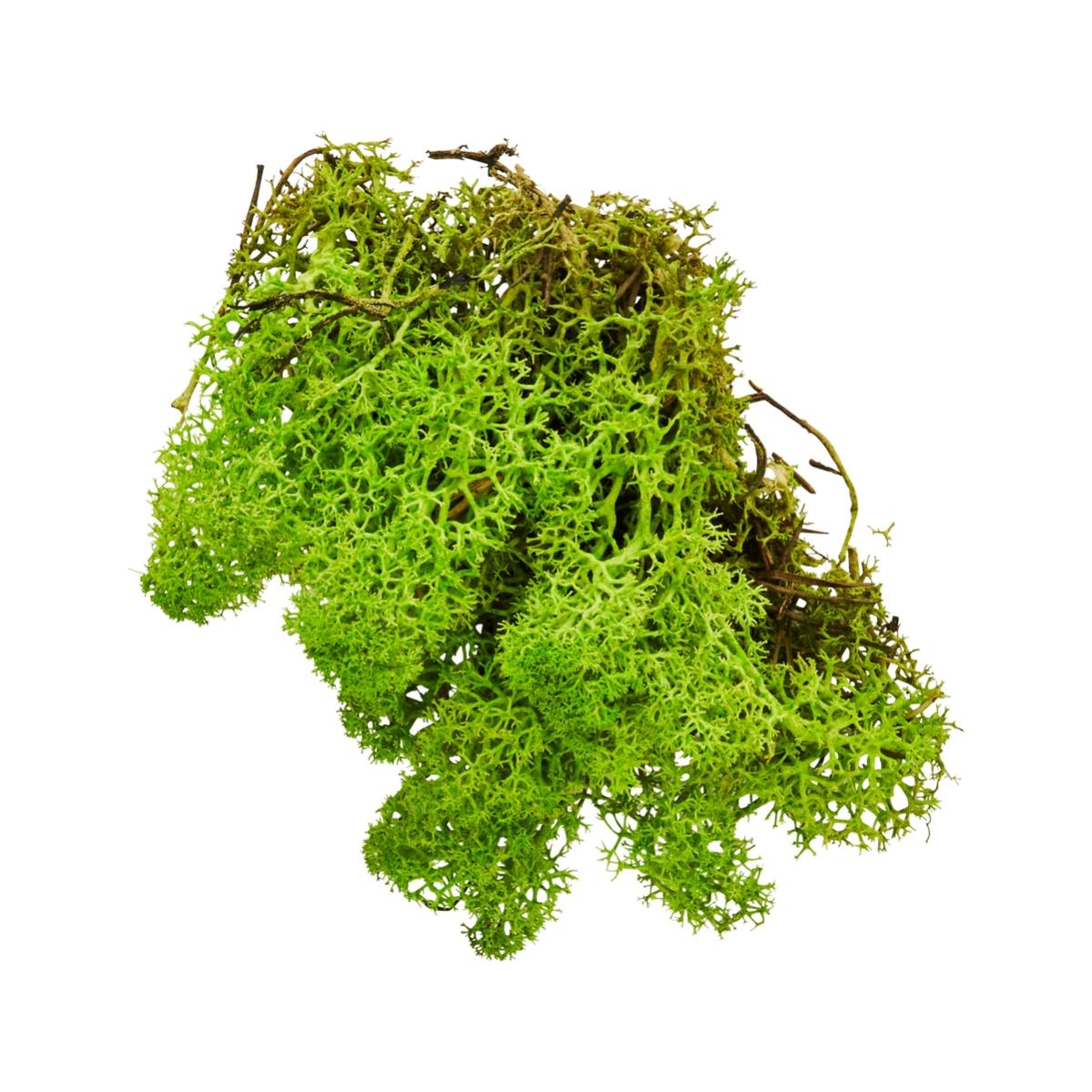 Mousse d'Islande décorative vert citron 50g | Leroy Merlin