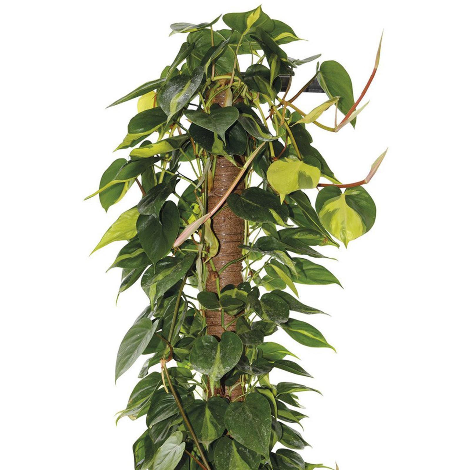 Tutore per piante rampicanti da interno bastone muschiato Ø 5 cm | Leroy Merlin