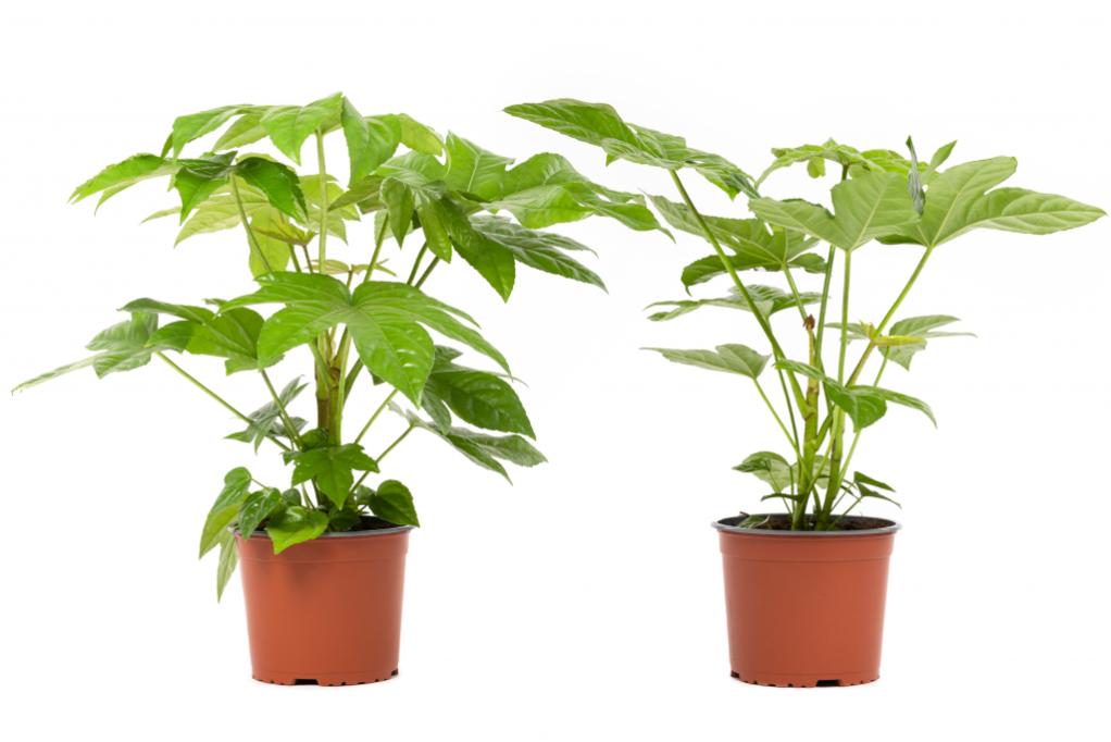 2 plantes de Fatsia Japonica | Leroy Merlin