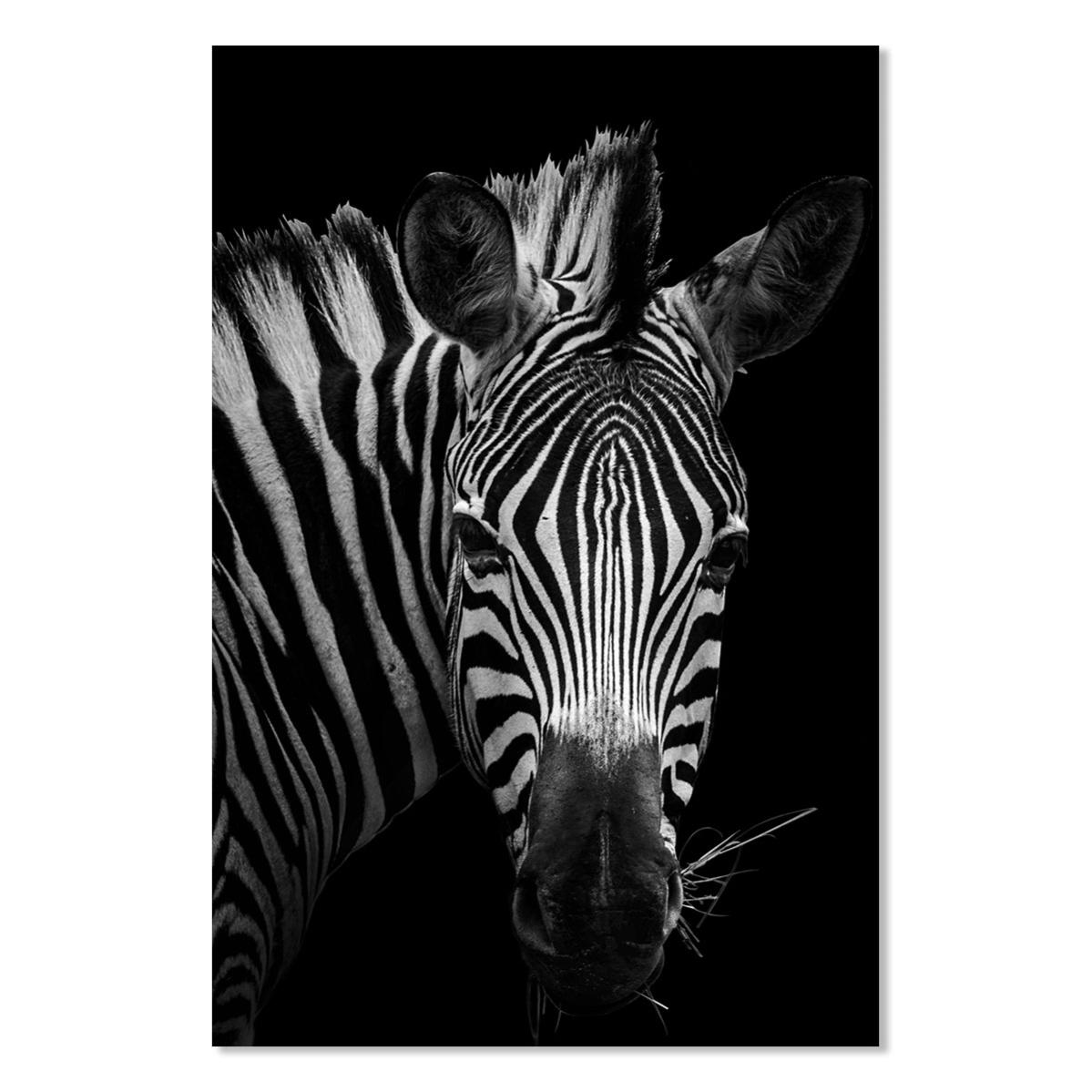 Poster zebra in bianco e nero - 40x60cm - made in France | Leroy Merlin