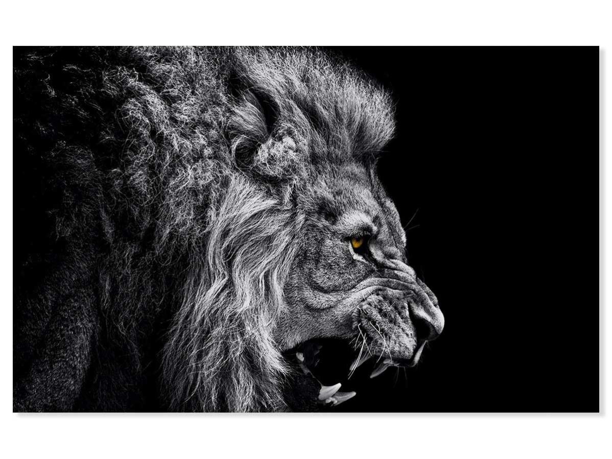 Quadro Leone ruggente - 80x50cm - made in France | Leroy Merlin