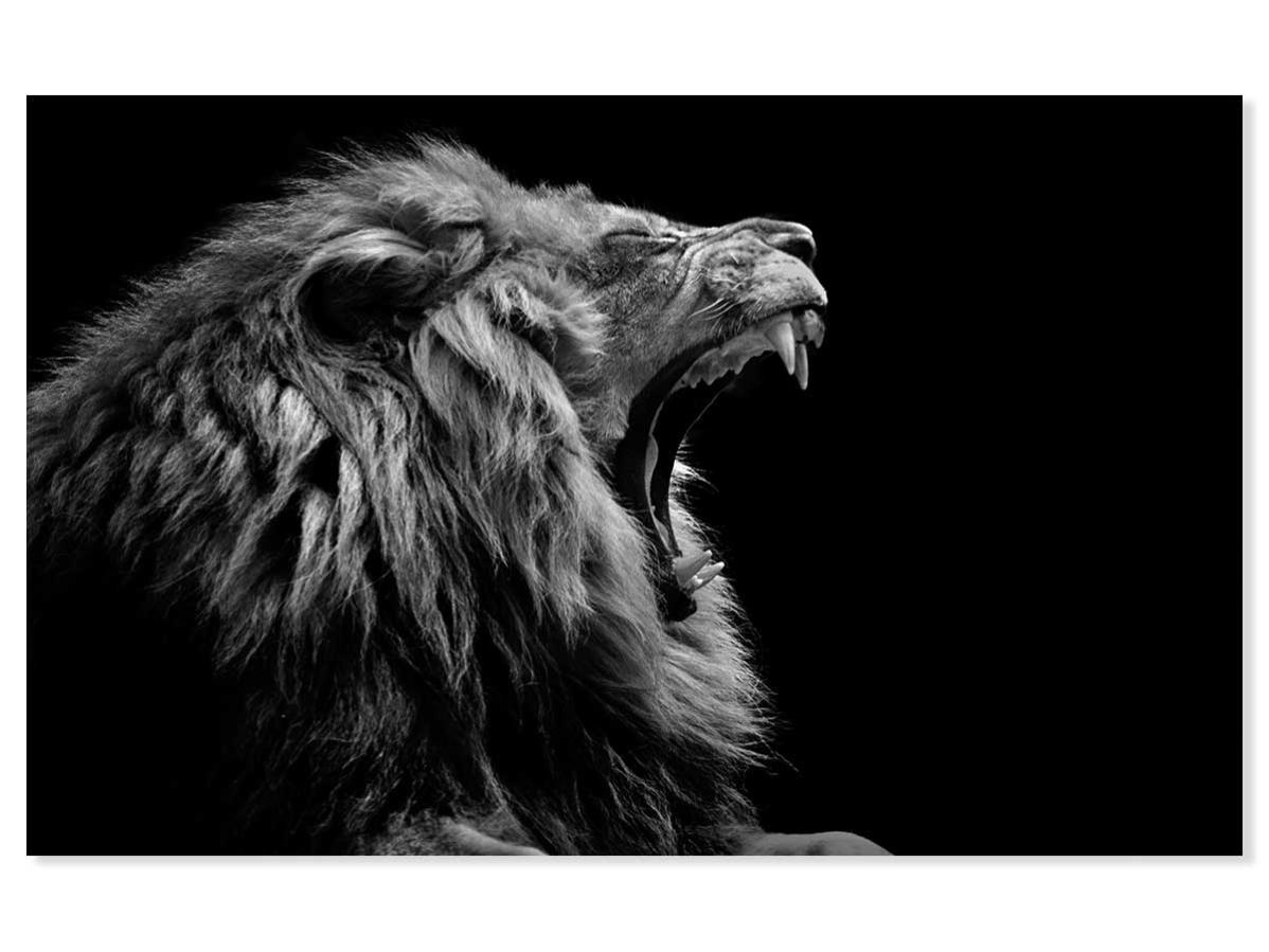 Quadro Sbandamento Leone - 80x50cm - made in France | Leroy Merlin