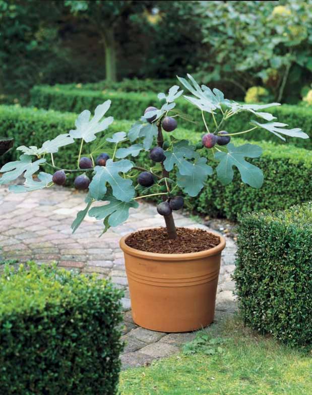 Figuier Brown Turkey - Le pot / 2L / Hauteur livrée environ 60-80cm ...