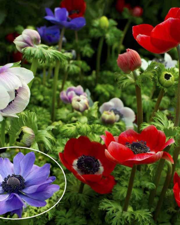 Anémones de Caen en mélange - Le sachet de 75 bulbes / Ø 4-5cm ...