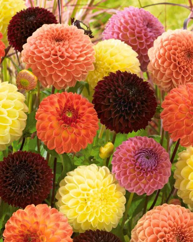 5 Dahlias Pompon Ball en mélange - Le paquet de 5 bulbes en cal. 1 (Extra). - Willemse | Leroy ...