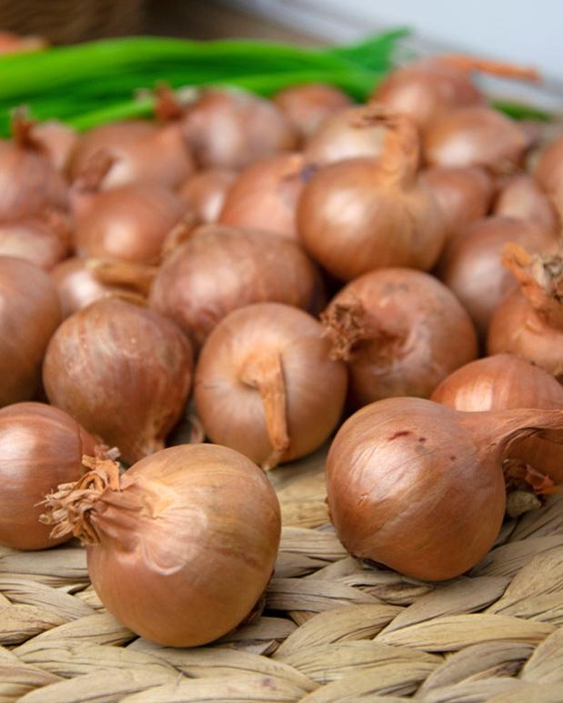 Echalote rouge Red sun - Sachet de 500 grammes / calibre bulbes: 7-21 ...