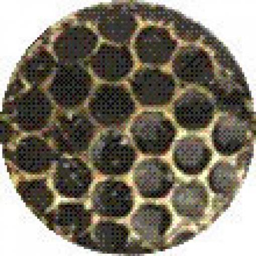 1 cf di bullette bronz.martellate mm.10 (pz.1.000)* | Leroy Merlin